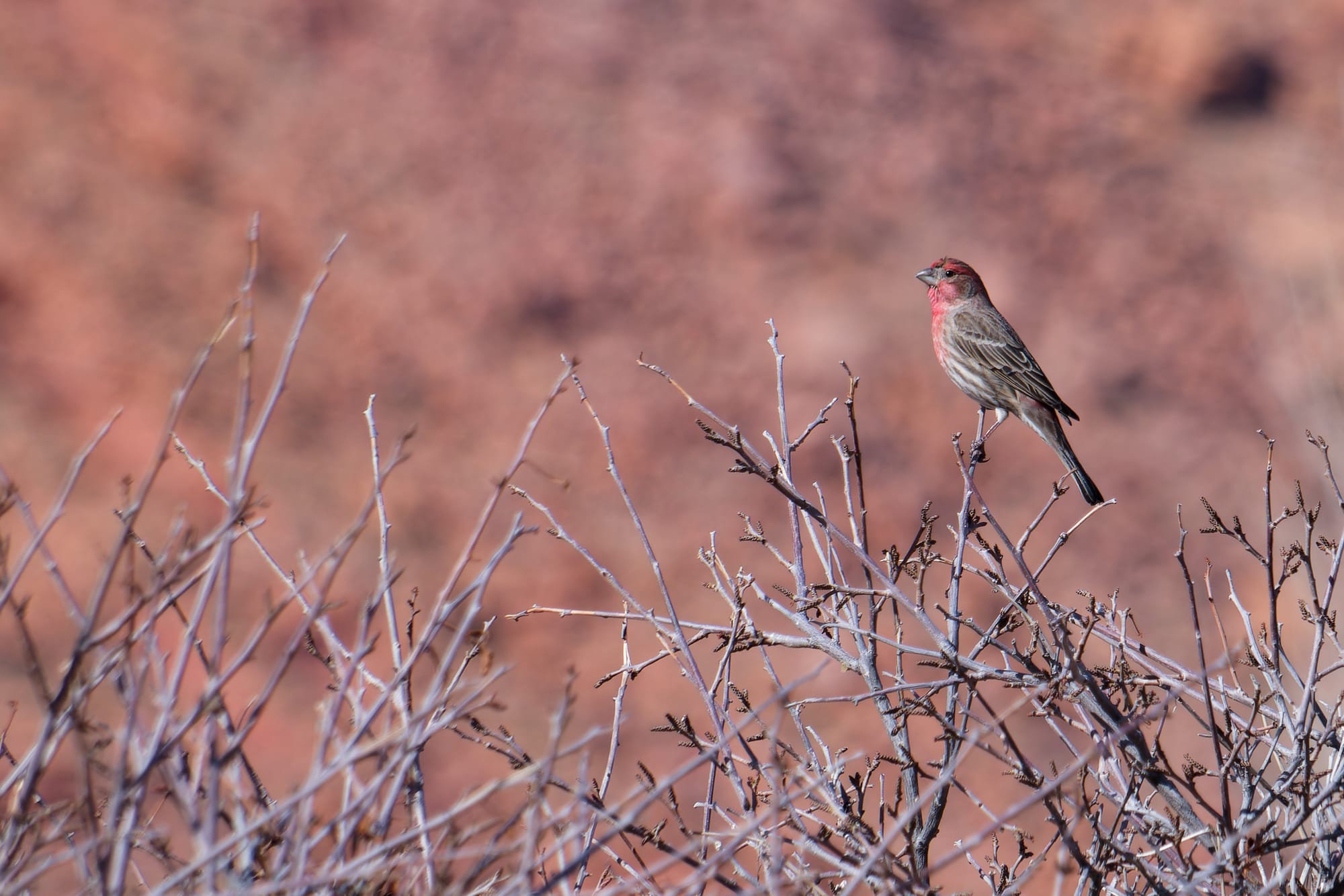 Birds in Moab and Arches & Canyonlands National Parks • Chris Dzombak
